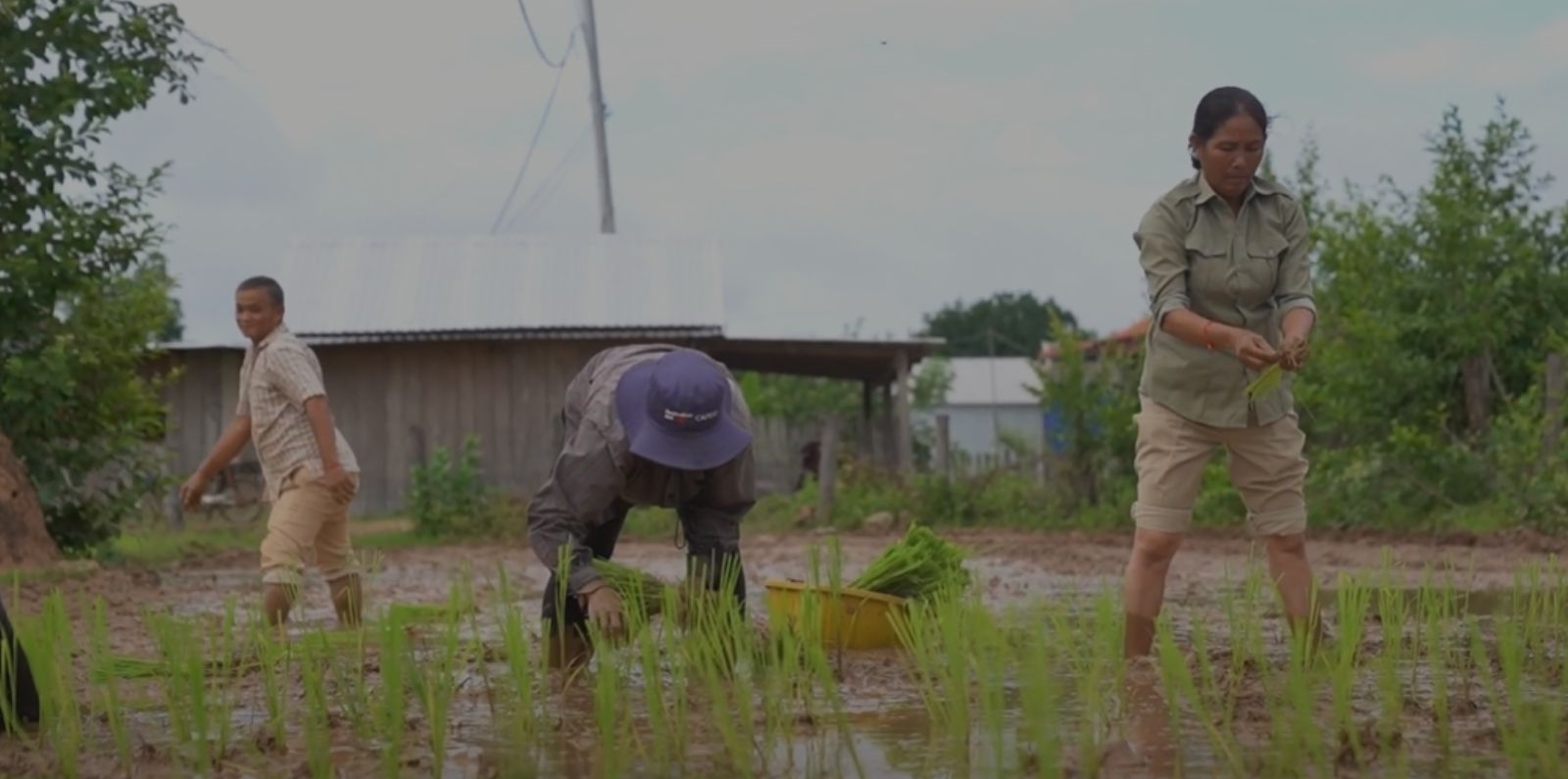 Protecting and Restoring Cambodia’s Rice Bowl | Global Agriculture and ...